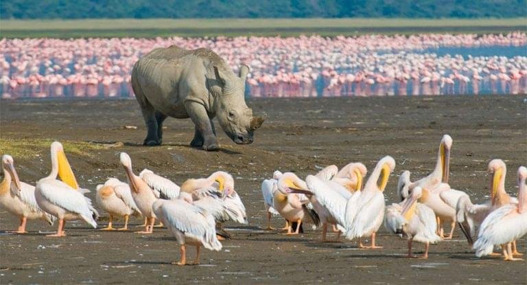 BCTS 6A: 6 Days Masai Mara / Lake Nakuru / Amboseli